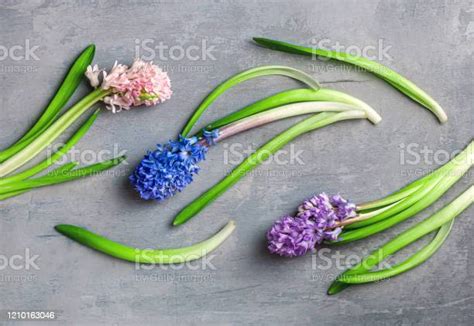 봄 꽃 배경입니다 회색 배경 상단보기 평면 평신도에 히아신스 또는 무스카리 0명에 대한 스톡 사진 및 기타 이미지 0명 3월 개체 그룹 Istock