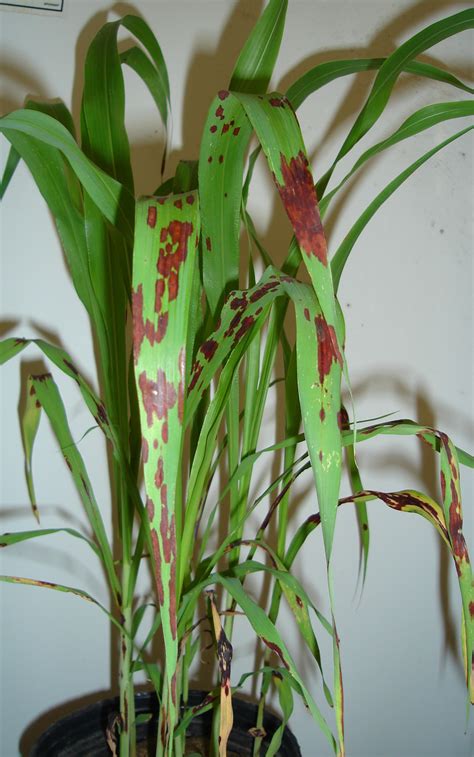 Síntomas En Plantas De Sorghum Bicolor Inoculadas Con Bipolaris Download Scientific Diagram