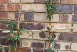 A Trellis For Your Thoughts Life Is A Garden