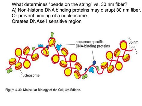 Ppt Chromatin Structure And Function Powerpoint Presentation Free Download Id 1820820