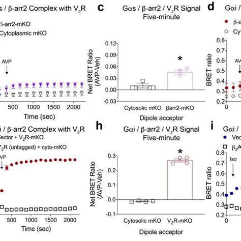 Formation Of G Proteinb Arrestingpcr Megaplexes A Arrangement Of