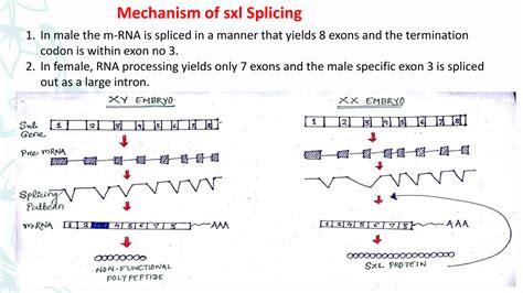 Sex Determination In Drosophila Human PPTX Reproductive Health Diseases And Conditions