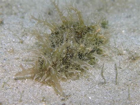 Real Monstrosities Hairy Sea Hare