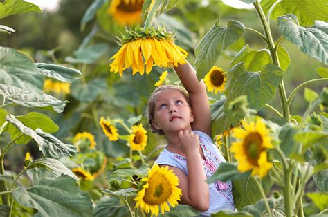 해바라기와 함께 자연의 즐거움을 즐기고 여름 해바라기 밭에서 웃음 태양 눈부심 태양 광선 빛나는 태양 높은 품질의 사진 스웨덴에 대한 스톡 사진 및 기타 이미지 Istock