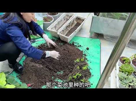 楼顶菜园盆栽种的宽叶韭菜叶片越长越细 把它分株重新加肥种一下 YouTube