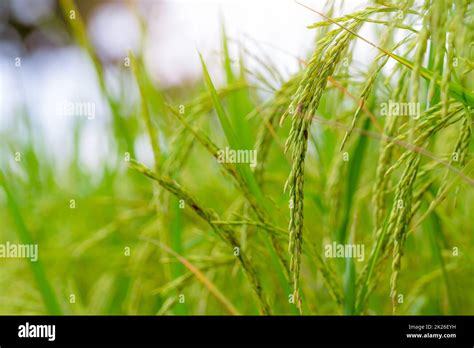Selective Focus On Ear Of Rice Green Paddy Field Rice Plantation
