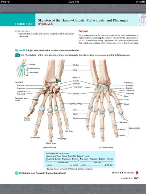 Chapter 8 The Skeletal System The Appendicular Skeleton Flashcards