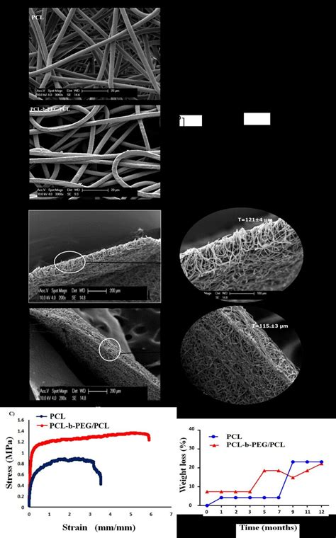 A Representative Sem Micrographs At X3000 Of Pcl Pegpcl And Pcl