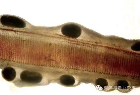 本尼登虫 本尼 本尼 第4页 大山谷图库