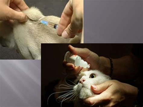 Основы ветеринарии - презентация онлайн