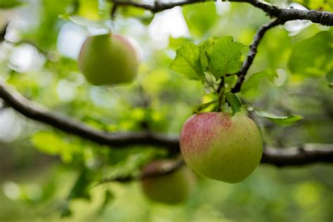 집 밖의 Malus Domestica 가지 건강한 계절 과수원 과일 과일 나무 녹색 사과 농업 농업 경제학