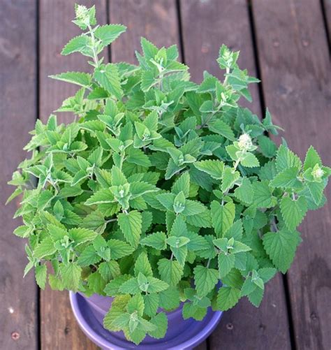 10 Natural Mosquito Repellents