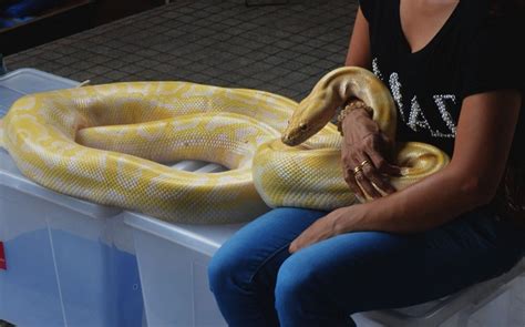 무료 사진 파이썬 뱀 테라 리 움 파충류 흰 보아 사람 여자