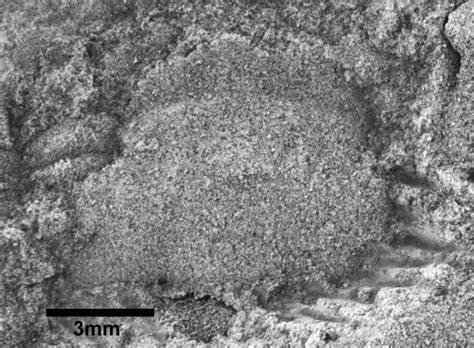 10 New Species Of Trilobite Have Been Discovered Providing Missing