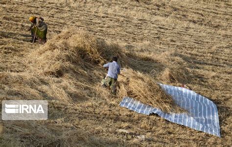 کاهش ضایعات گندم نیازمند بازنگری در روش برداشت است ایرنا
