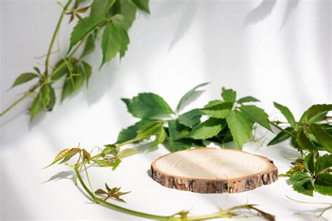 그림자와 흰색 배경에 프리젠 테이션 및 전시회를위한 자연 둥근 나무 스탠드 유기농 화장품을 위해 녹색 잎으로 3d 빈 연단을 모의 공간을 복사합니다 시합에 대한 스톡 사진