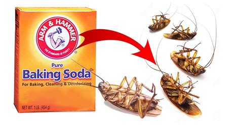 How To Get Rid Of Cockroaches With Baking Soda Diy Natural Products
