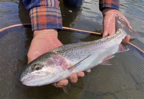 ニセコHANAZONOリゾート夏 北海道体験 北海道の体験型観光アクティビティの検索予約サイト