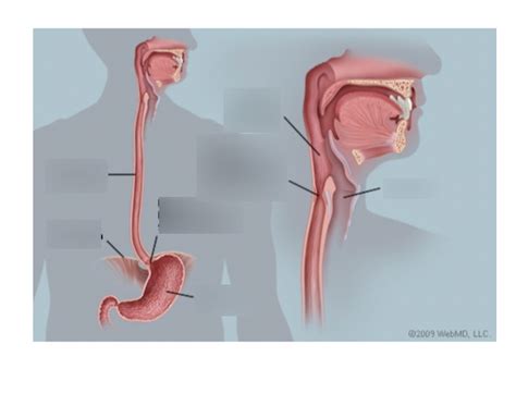 Digestive System Labeling Part 18 Diagram Quizlet