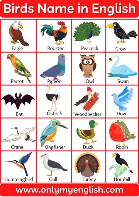 Birds Name List Of A Bird Name In English With Pictures Artofit