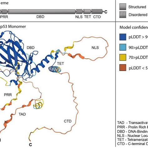 Domain Scheme And Alphafold2 Prediction Of Full Length Wild Type Human