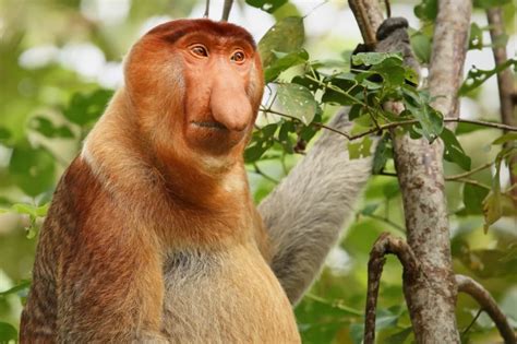 Create Meme The Long Nosed Monkey Great Ape Monkey Nosey Pictures