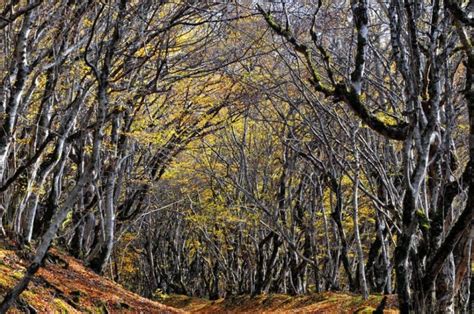 ბაწარა ბაბანეურის სახელმწიფო ნაკრძალი Travel In Georgia