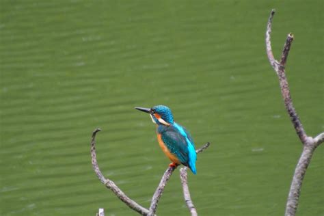 How The Kingfisher Came By His Colour Patterns Interviews