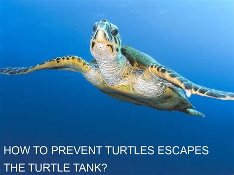 How To Prevent Turtles Escapes The Turtle Tank Turtle S Life