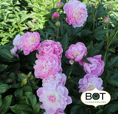 Silver Daubed Bot Flowerbulbs