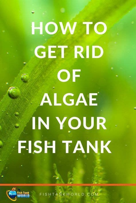 Algae Control How To Get Rid Of Algae In Your Fish Tank Fish Tank Fish Tank Cleaning