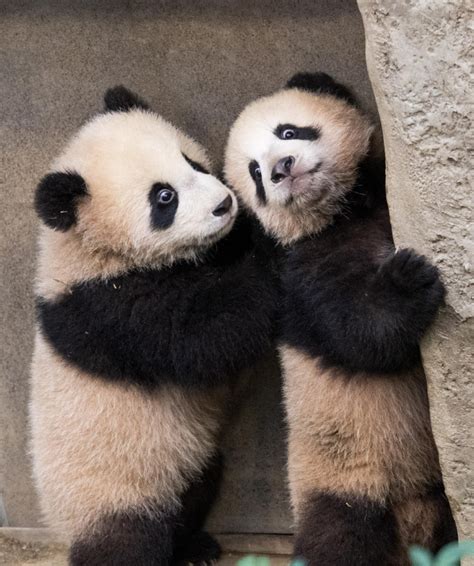 훌쩍 큰 핑크 꼬물이들···쌍둥이 판다 내일 데뷔[영상] 노컷뉴스