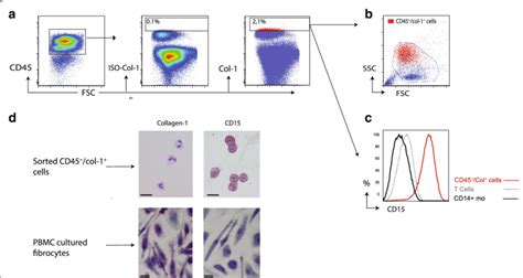 Circulating Cd45 Col 1 Fibrocytes Are Contaminated With Download Scientific Diagram