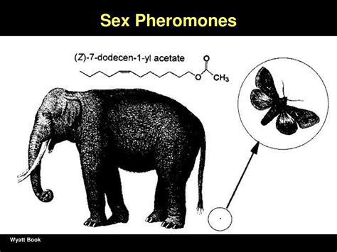 Ppt Pheromones And Animal Behavior Powerpoint Presentation Free