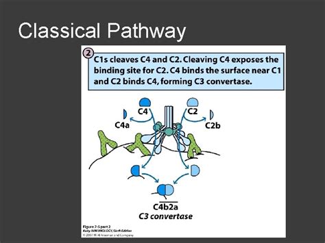 Chapter 6 The Complement System Complement System Major