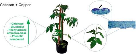 与螯合铜相关的壳聚糖应用于西红柿与植物防御反应相关的酶促和解剖学变化 Scientia Horticulturae X MOL