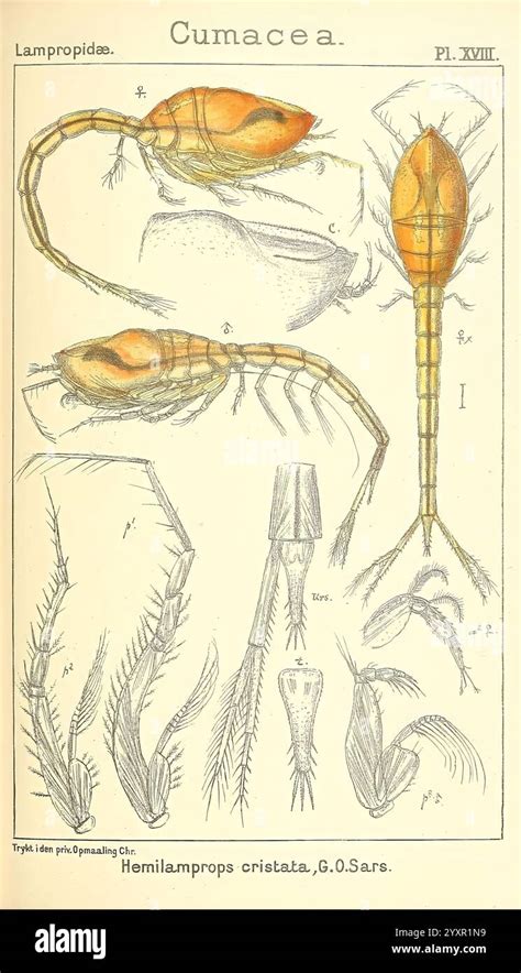 Detailed Renderings Showcase Distinct Anatomical Features Hi Res Stock