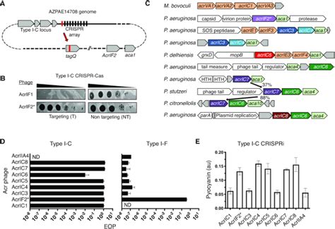 Mobile Element Warfare Via Crispr And Anti Crispr In Pseudomonas Aeruginosa Pmc