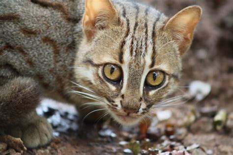 Rusty Spotted Images Browse 100 Stock Photos Vectors And Video Adobe Stock