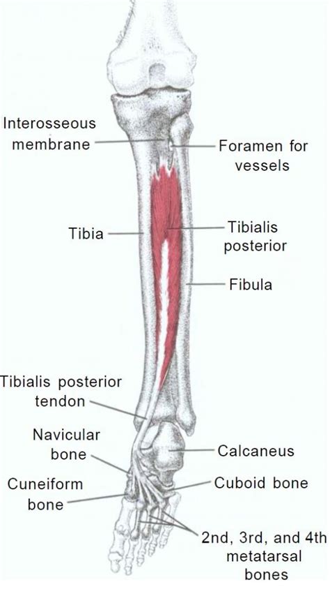Tibialis Posterior Muscle Geelong Myotherapy Wellness Centre