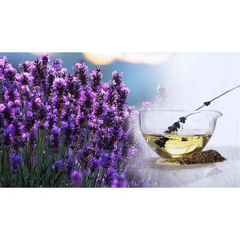 Natural Lavender Oil At ₹ 1500kg Lavender Oil In Noida Id