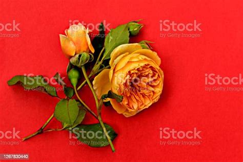 빨간 표면에 누워 열린 꽃봉오리와 노란색 장미 꽃의 클로즈업 보기 0명에 대한 스톡 사진 및 기타 이미지 0명 공휴일 꽃 식물 Istock
