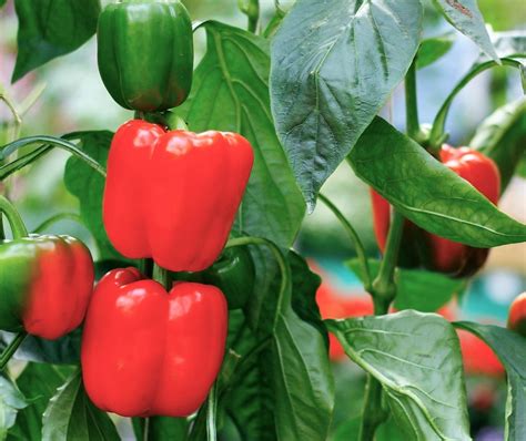 Hortalizas De Fruto Lista De Ejemplos Y Cuidados Generales