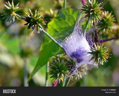 Spider Cocoon Image And Photo Free Trial Bigstock