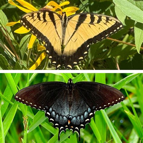 Aldo The Eastern Tiger Swallowtail Is A Stunning Butterfly With