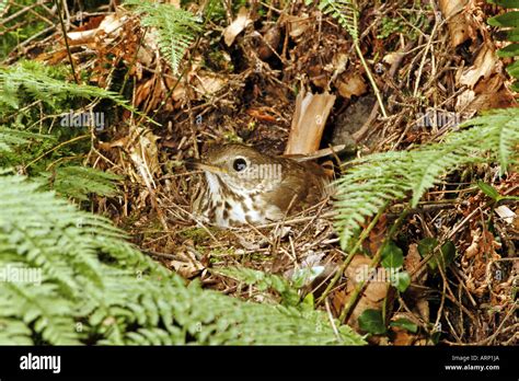 Wood Thrush Eggs And Nest
