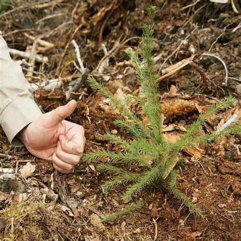 Can The Boreal Forest Be Used To Concretely Fight…