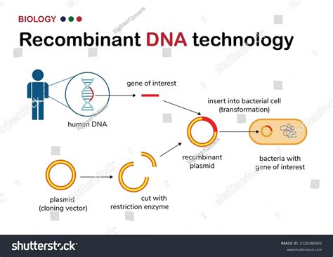 INTRODUCTION TO RECOMBINANT DNA TECHNOLOGY RDT BiologyisLove