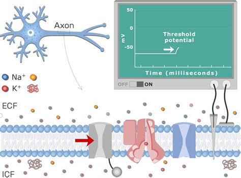 Action Potential
