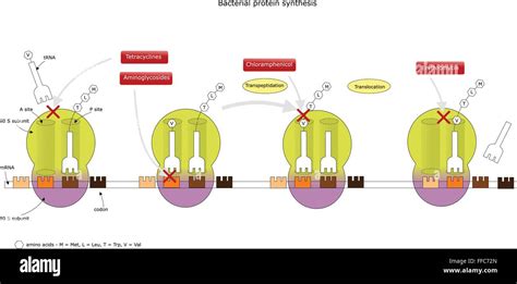 Bacterial Protein Synthesis Hot Sex Picture